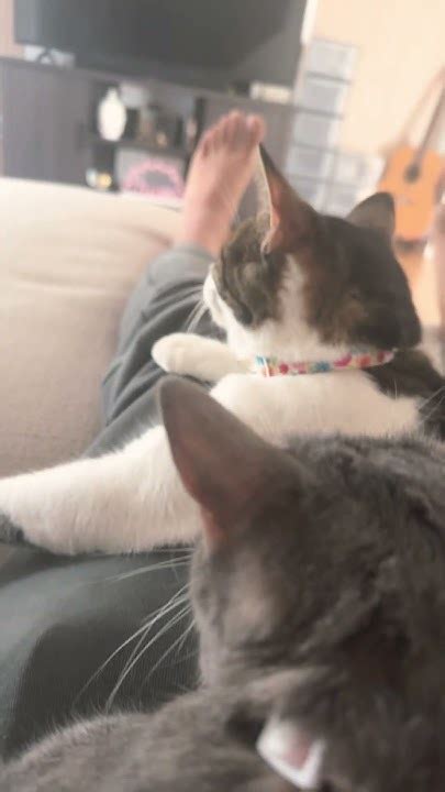 Chilling😻 Cute Cat Kitty Bhunti Sanu Cutiepies Chilling Relaxed Catlover Youtube