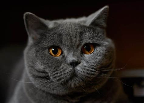 Blue Adult British Shorthair Cat On White Background Stock
