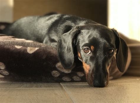 Qué es la Piometra en perros salchicha Tu Perro Salchicha