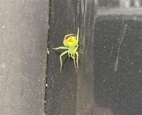 What Kind Of Lizard Is This Gremiln R Lizards