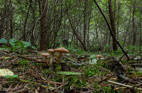 식용 야생 버섯 의 그룹 꿀 Agaric 버섯의 가족 요정 숲 부드러운 이끼 0명에 대한 스톡 사진 및 기타 이미지 0명