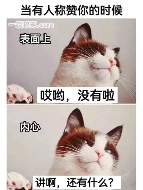 搞笑的貓