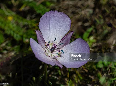 Calochortus Uniflorus는 몬터레이 마리포사 백합 및 큰 꽃이 만발한 별 튤립이라는 일반적인 이름으로 알려진 백합과에 속하는 꽃 피는 식물의 일종입니다 포트