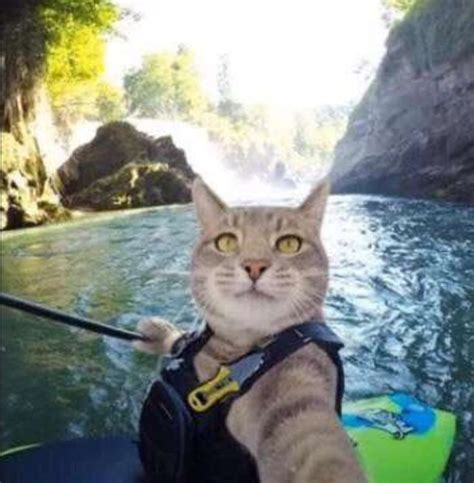15 Pawsitively Pawdorable And Pawsome Cat Memes For The Weekend Cat