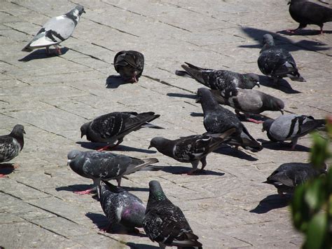 Gezi Birds - Free photo on Pixabay - Pixabay