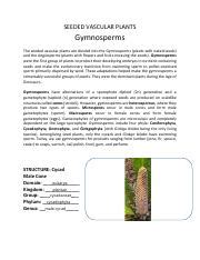 Lab Exercise 30 Plant Kingdom Seeded Vascular Plants Gymnosperms Pdf