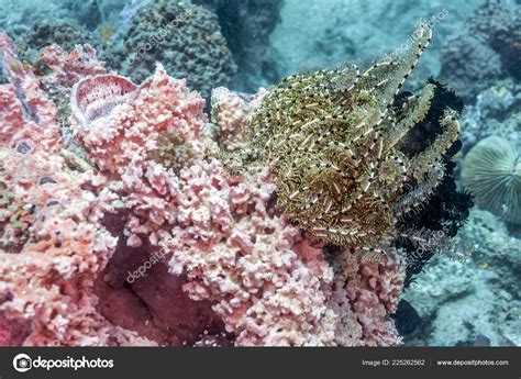 Class Crinoidea