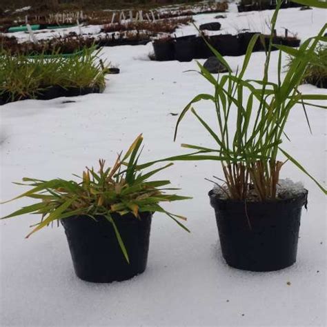 Testing Timothy Grass In Northern Norway Nibio