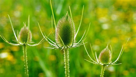 Teasel 花朵 种子头 Pixabay上的免费照片 Pixabay