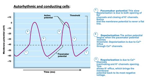 pacemaker and action potentials of the intrinsic cardiac conduction