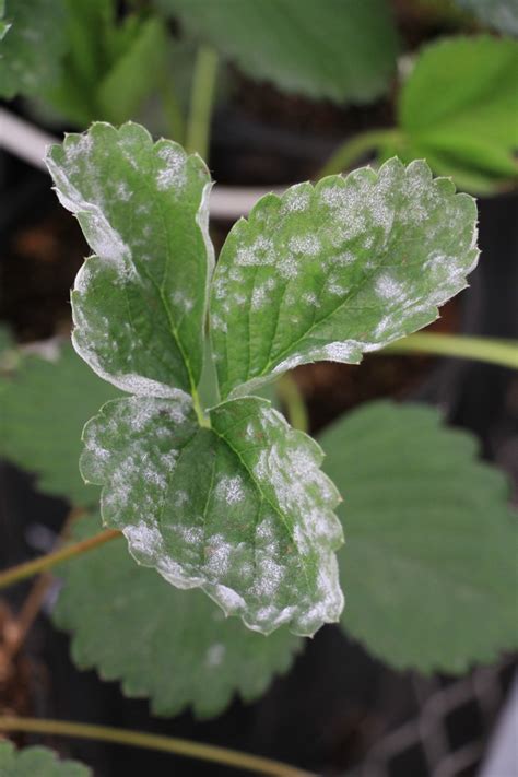 New Publication Reports Efficacy Of Uv C Against Powdery Mildew In Fl And Ca Strawberry Center