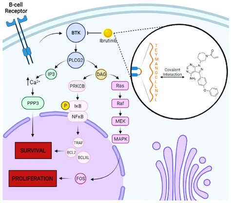 Brutons Tyrosine Kinase Btk Survival And Proliferation Pathways And