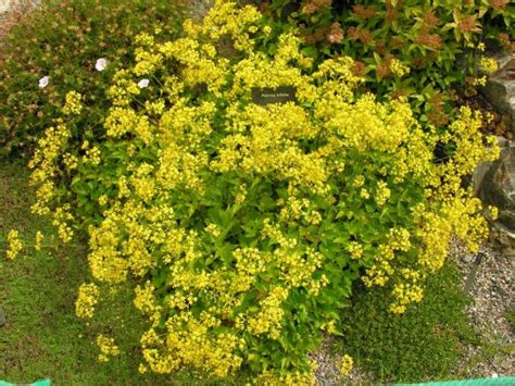 Patrinia North American Rock Garden Society