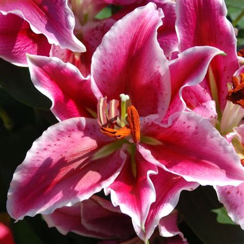Beautiful Irish Lilly Pretty Flowers Flowers Pink Flowers