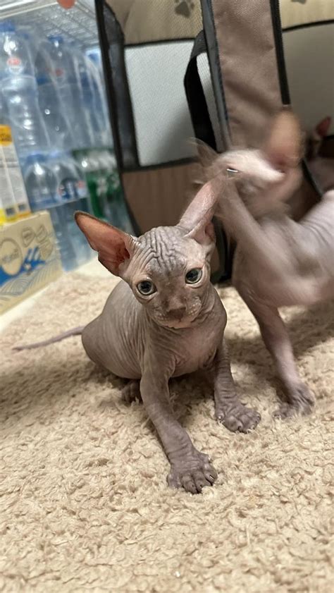 Sphynx แมวสฟิงซ์ Lady Ennxo
