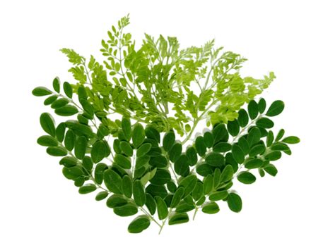 Peepal Leaf Png Picture Free Download Pngmagic