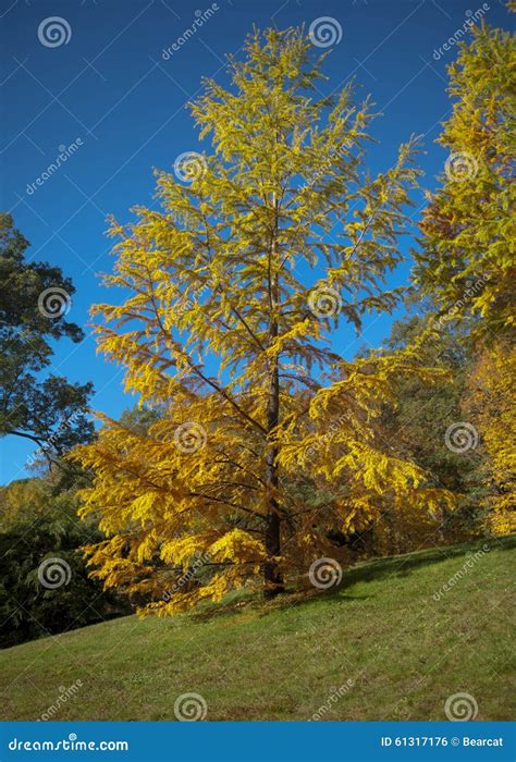 Types Of Yellow Pine Trees At Dorathy Quinones Blog