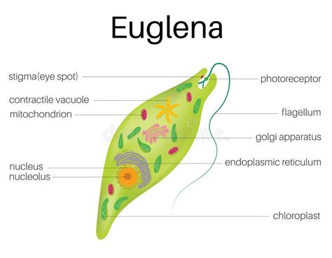 Euglena Diagram Stock Illustrations 65 Euglena Diagram Stock
