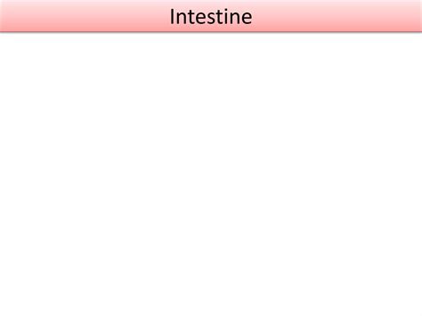 Digestive System Ashok Ppt