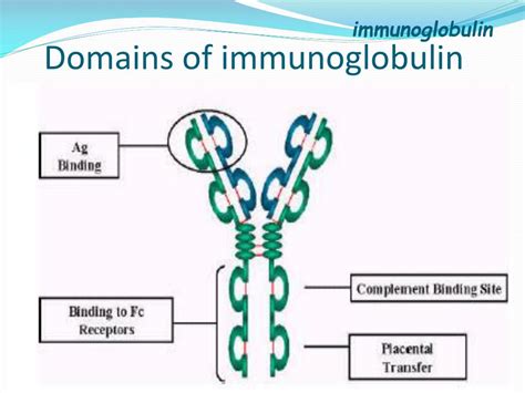 Ppt Immunoglobulin Powerpoint Presentation Free Download Id5611965