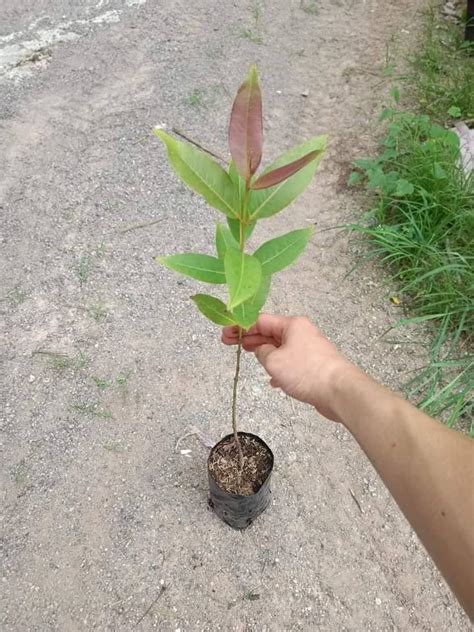 กลุ่มขายพันธุ์ไม้ทุกชนิด ออนไลน์ 24 ชั่วโมง 🌱ยูคาลิปตัสสีรุ้ง หรือ ยูคาลิปตัสแฟนซี🌱