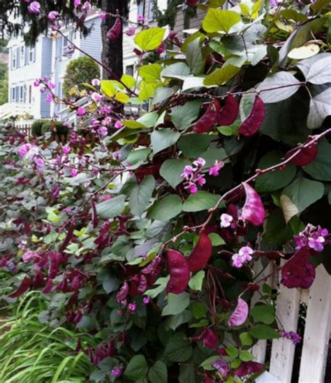 Purple Hyacinth Bean Vine Lablab Purpureus Beautiful Mahogany Veined
