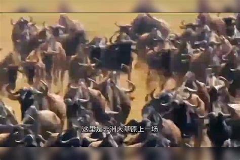 这里是非洲大草原上，每年有几百万头角马角马