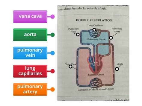 Systemic Circuit Labelled Diagram
