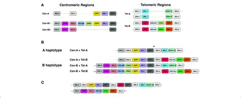 Gene Organization Of Kir Locus A A Cartoon Representation Of The