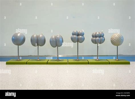 Several Plastic Models Showing The Initial Stage Of Embryo Development