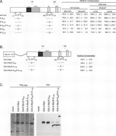 Mutagenesis Of Dimerization Dependent Phosphorylation Sites Increases