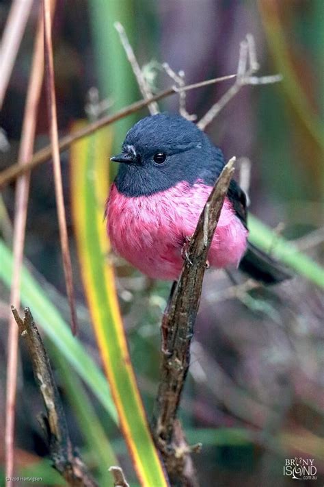 Bruny Island Tasmania Birdlife Pink Robin
