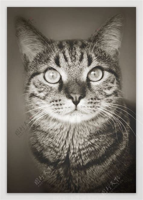宠物猫图片素材 编号08336450 图行天下