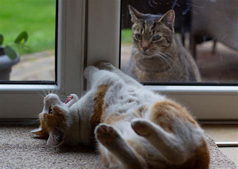 Adotei Mais Um Gato Como Fazer A Adaptação De Gatos