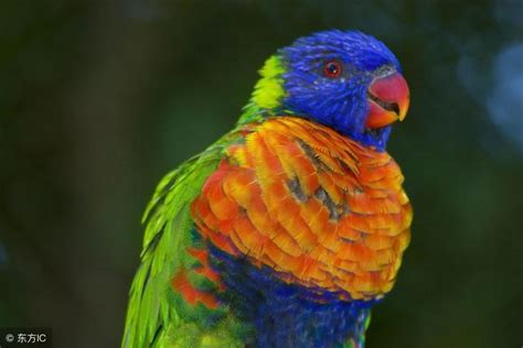 動物雄性比雌性好看，人類女性卻比男性好看，是違背自然規律嗎？ 每日頭條