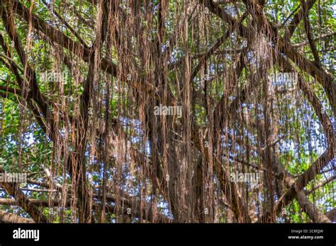 Detail Of Sunlight Passing Through Aerial Roots The Great Banyan Tree