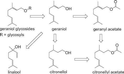 Saccharomyces Pastorianus Semantic Scholar