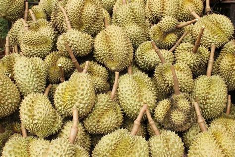 ទប់ស្កាត់ការលួចនាំចូលទុរេនមានសារធាតុគីមី គយ ប្រាប់មន្ត្រីខ្លួននៅច្រកព្រំដែនតាមដានឱ្យជាក់