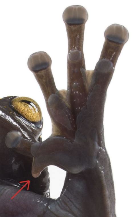 New Species Of Tree Frog From Ecuador Has A Mysterious Claw