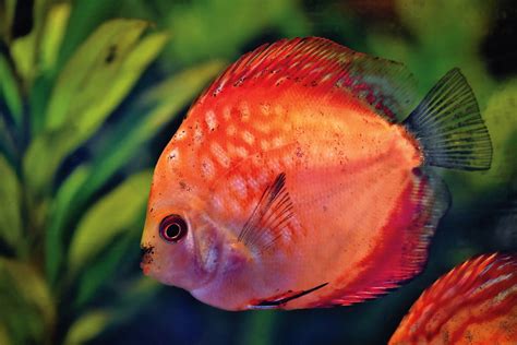 What Are The Prettiest Discus Fish Discus Keeper