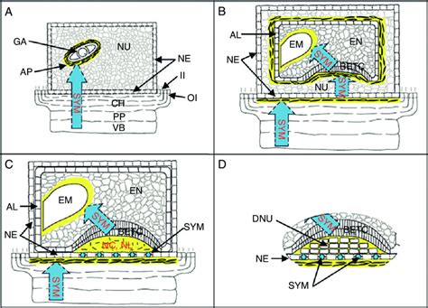 Simplified Diagram Of Symplasmic Nutrient Transport Pathways Blue