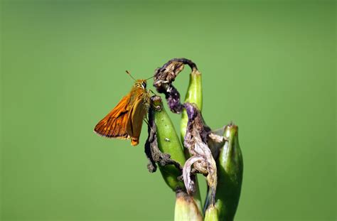 Butterfly Insect Nature Free Photo On Pixabay Pixabay