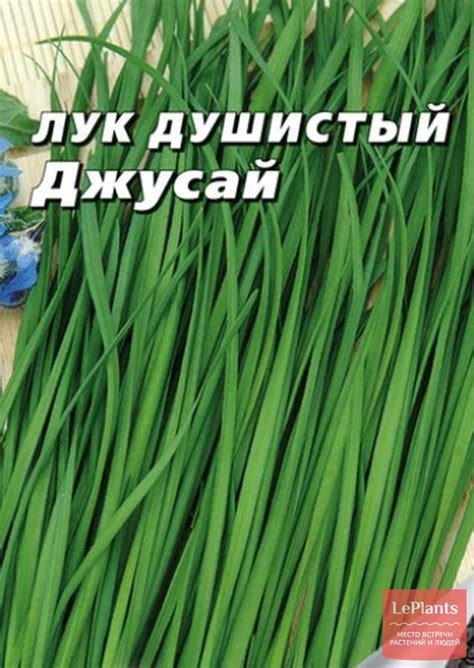 Лук душистый 'Джусай' — описание сорта, характеристики | на LePlants.ru
