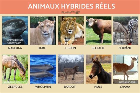 de 20 Animaux Hybrides RÉELS