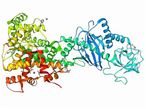 Rna Interference Protein Molecular Model F006 9589