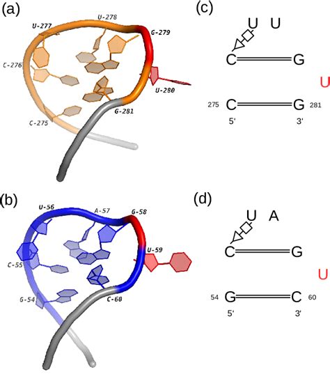 The 3d And Secondary Structures Of Two Internal Loops In A 18s Rrna And Download Scientific
