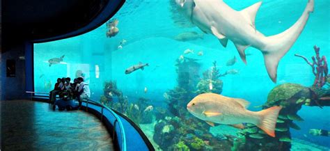 El Acuario Mar de Cortés dentro del proyecto Central Park