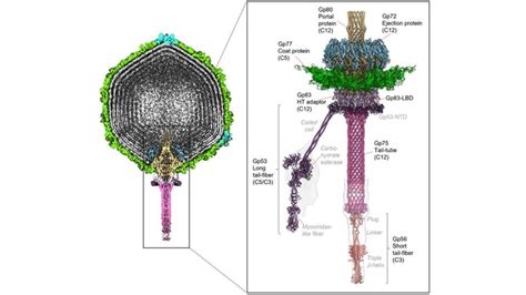 Phage Genome Ejection Motor Revealed By Structural Biology Technology Networks