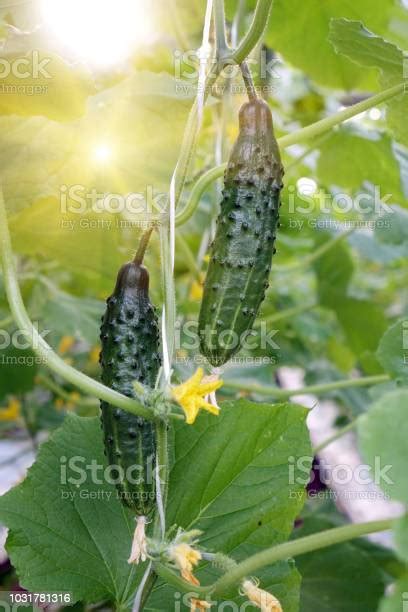 산업 온실에서 신선한 녹색 오 이입니다 건강 한 다이어트에 대 한 자연 및 유기 재료입니다 0명에 대한 스톡 사진 및 기타