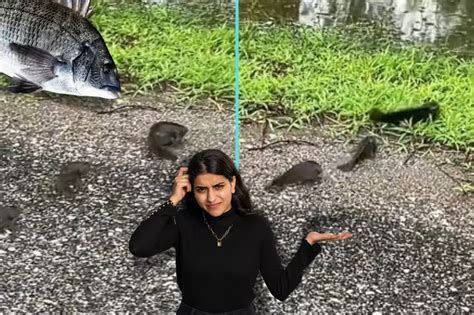 Crazy Video Of Fish Crawling Across Road After Heavy Texas Rain